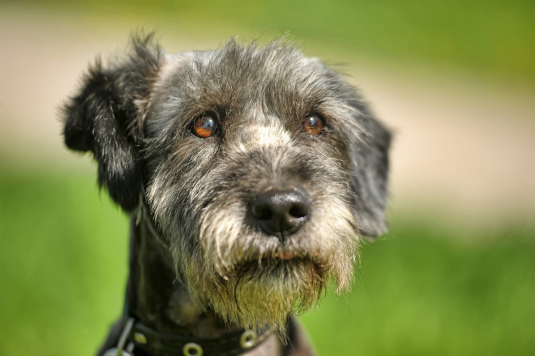 Kennel Cough In Dogs | Woodland Park, CO| Compassion Animal Hospital